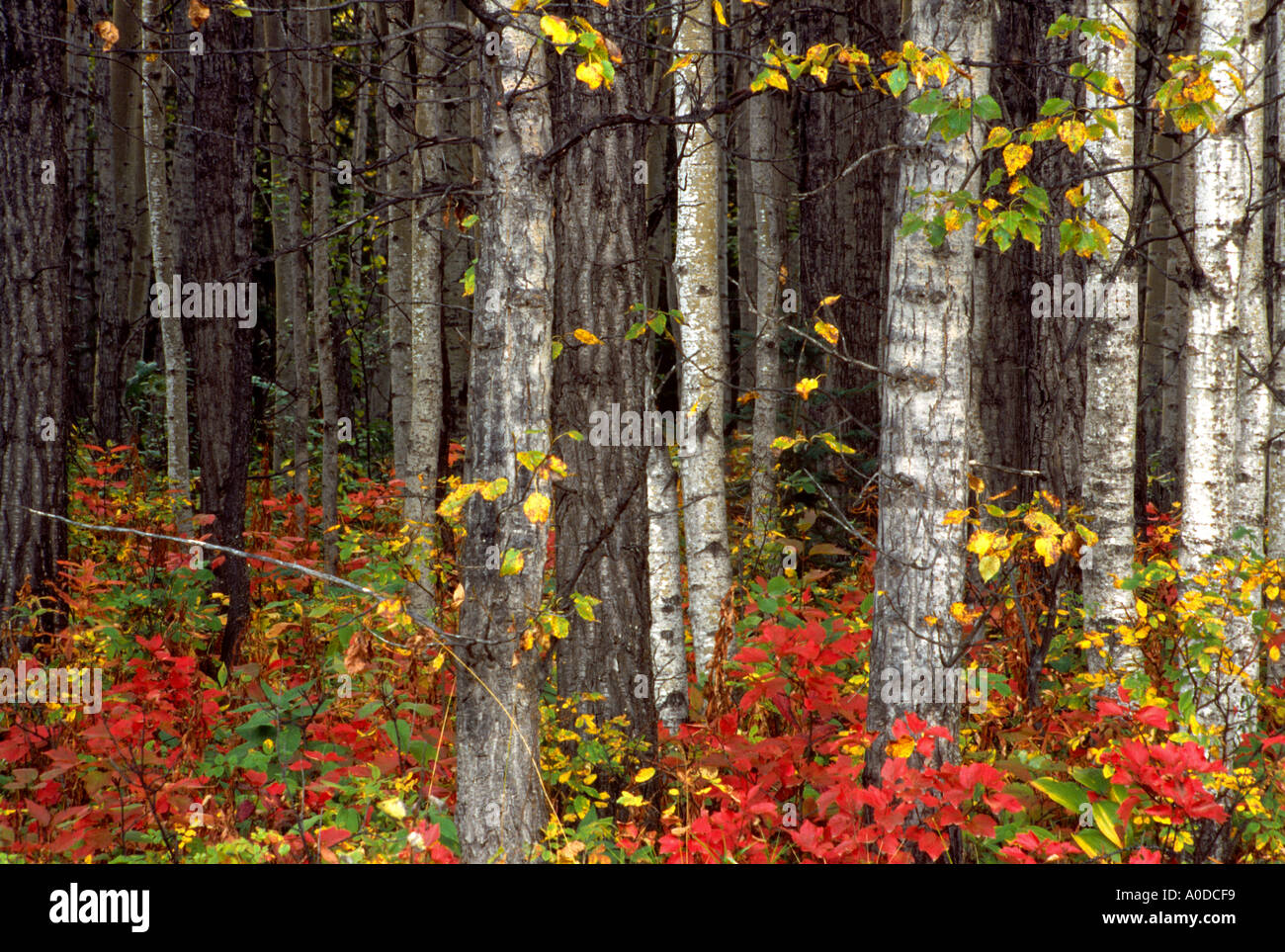 Aspen with Cranberry bushes Northern Alberta Canada Stock Photo - Alamy