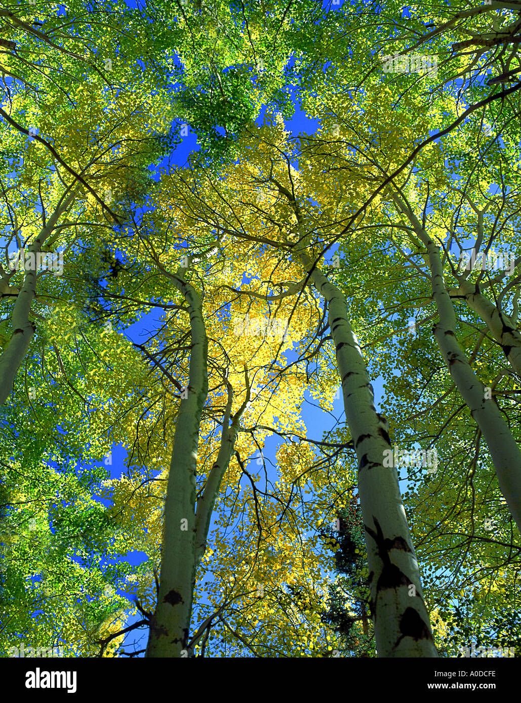 Aspen tree Jasper National Park Alberta Canada Stock Photo - Alamy