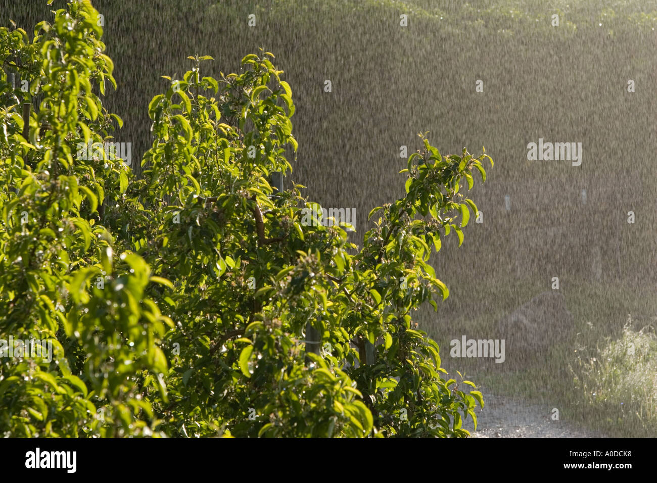 Watering apple trees hi-res stock photography and images - Alamy