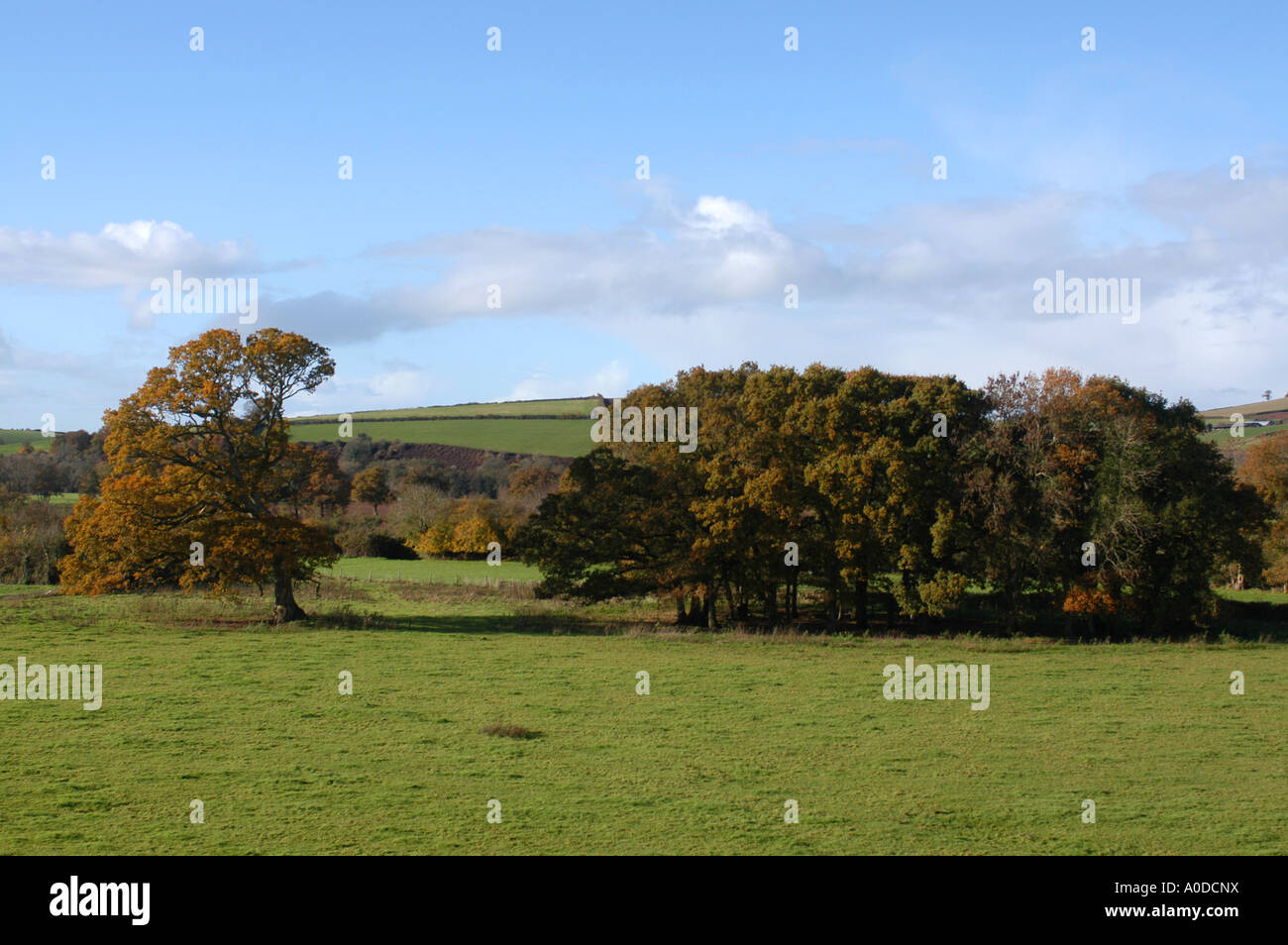 Devon copse in autumn hi-res stock photography and images - Alamy