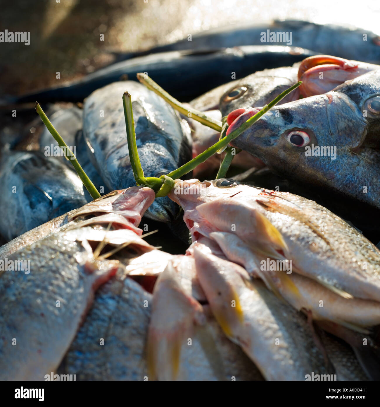 Fresh Fish tied through their gills Stock Photo - Alamy