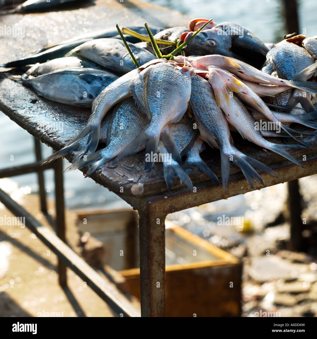 Fish gills close up hi-res stock photography and images - Alamy