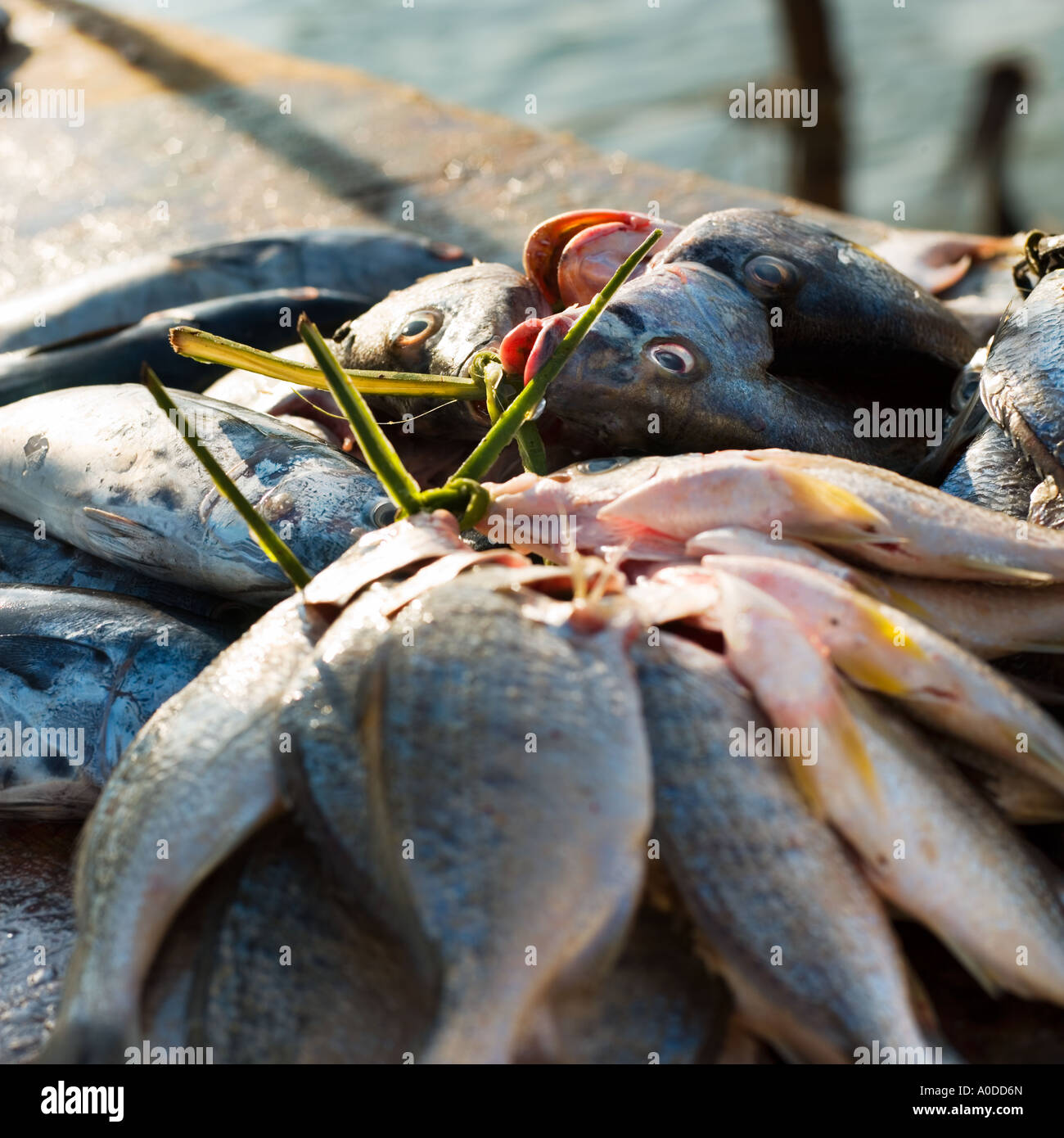 Fresh Fish tied through their gills Stock Photo - Alamy