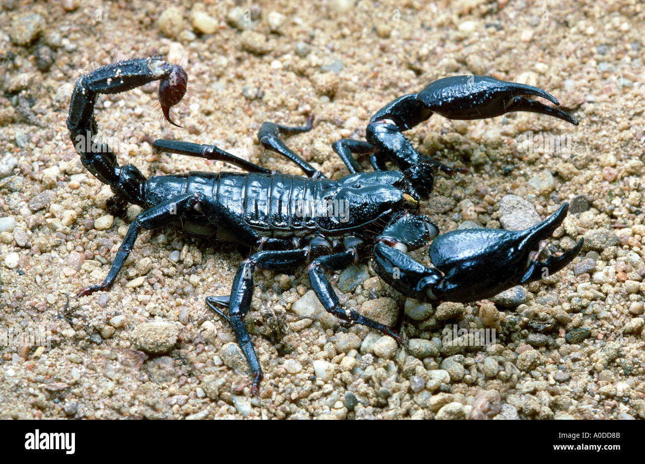 උඹ බයම සතා කවුද? | Page 4 | ElaKiri