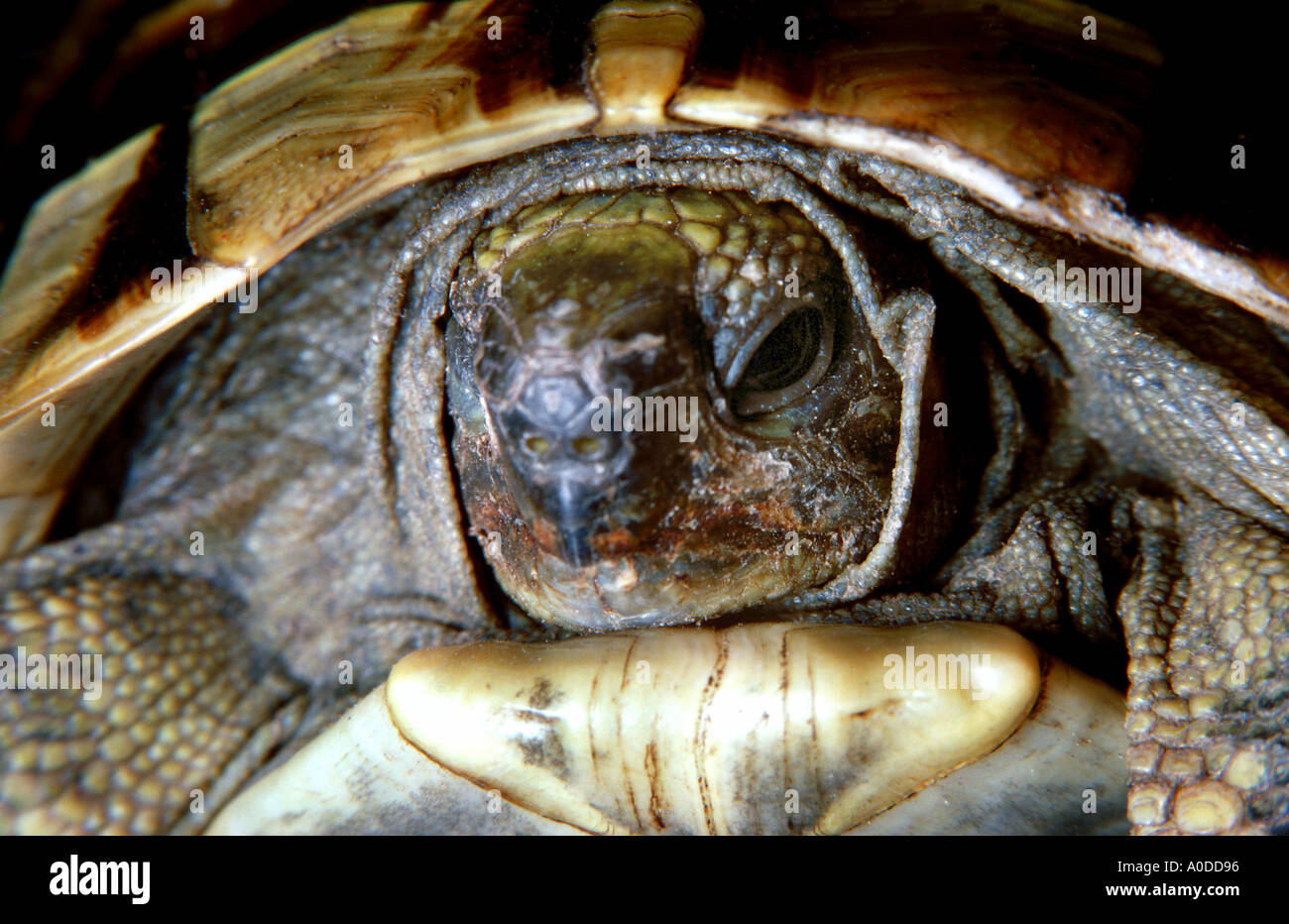 greek turtle tank animal TESTUDO HERMANNI portrait tortoise Stock Photo ...