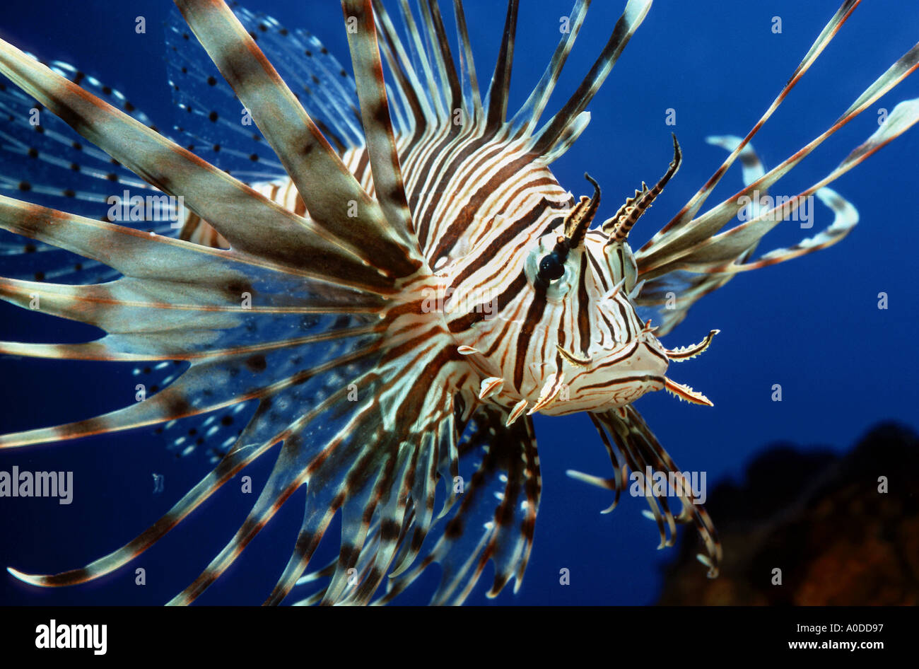 redfire fish firefish PTEROIS VOLITANS lionfish lion fish turkeyfish ...