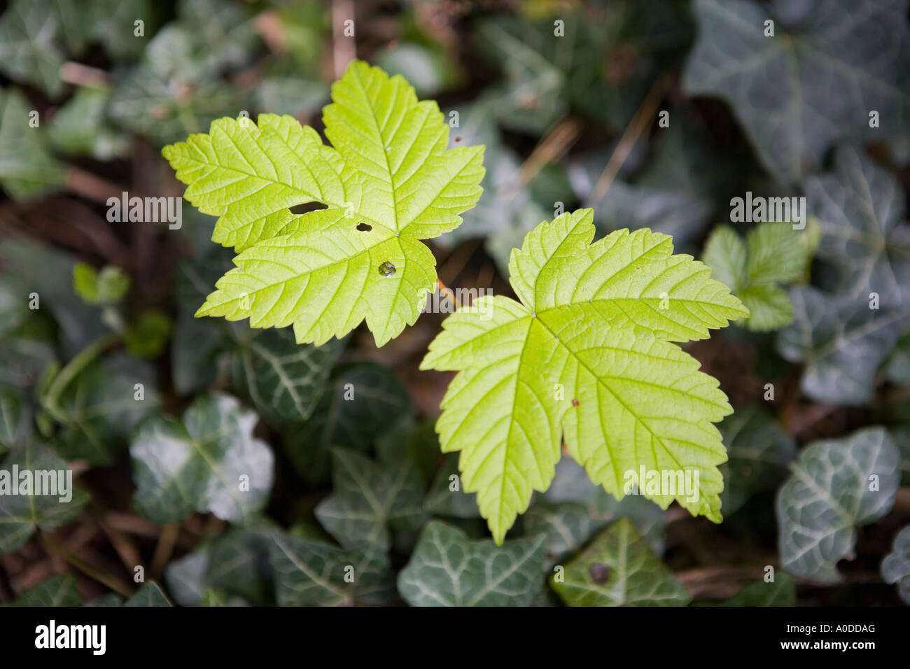 Acer pseudoplatanus seedling with pest damage growing through ivy ...