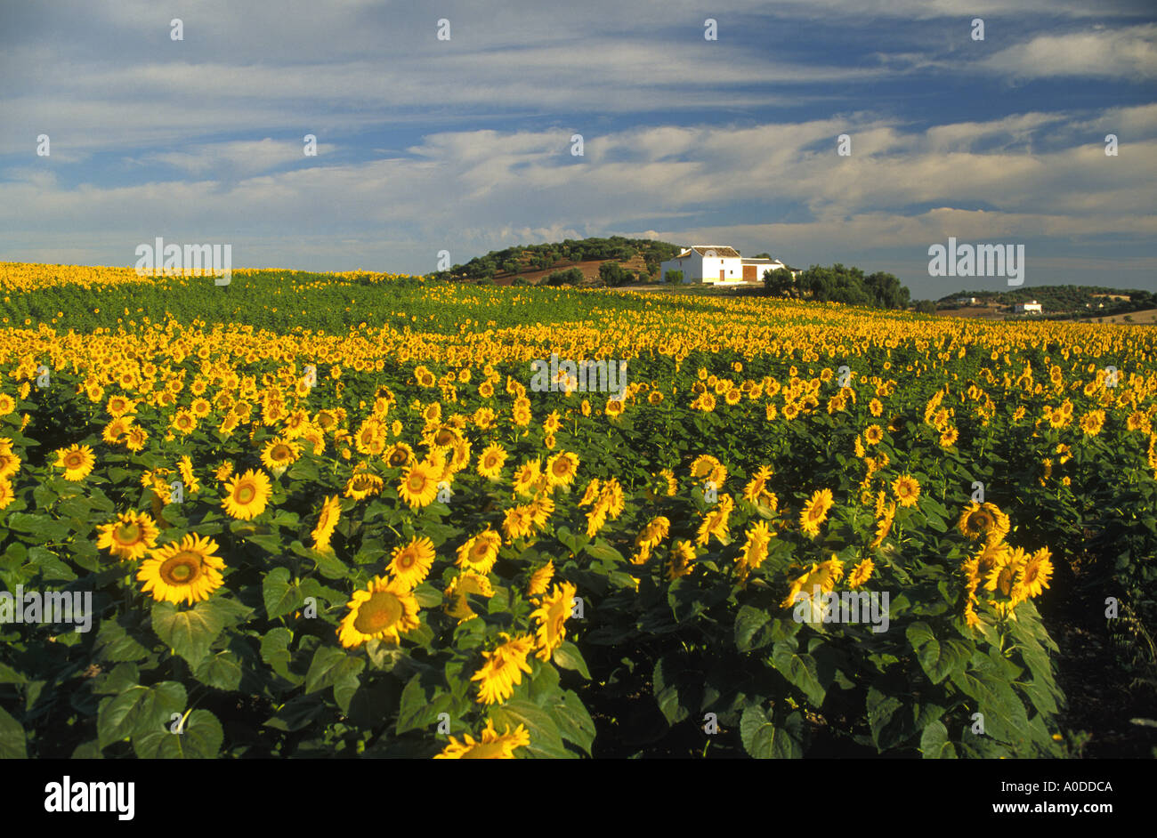 Sunflower field near Seville Spain Stock Photo - Alamy