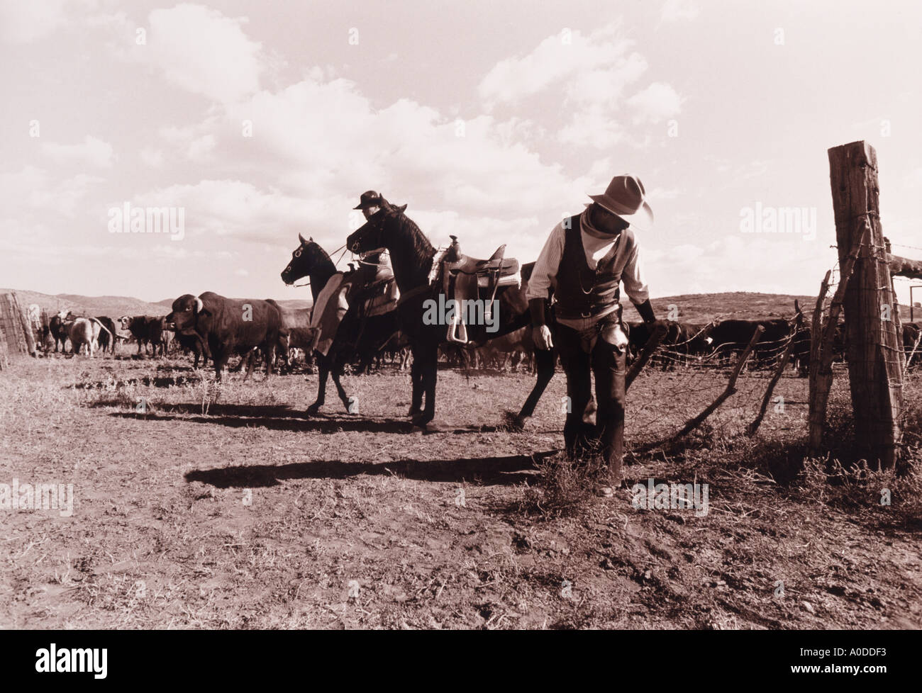 Cowboy and Fence Stock Photo - Alamy