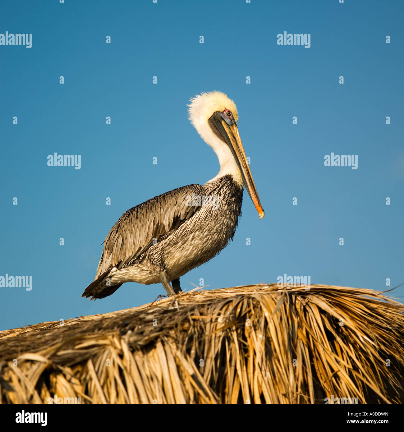 Pelican sitting on a roof in Mazatlan Sinaloa Mexico Stock Photo - Alamy