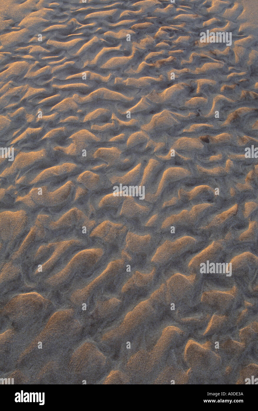 Sand ripples on Coast Guard Beach Cape Cod Stock Photo - Alamy