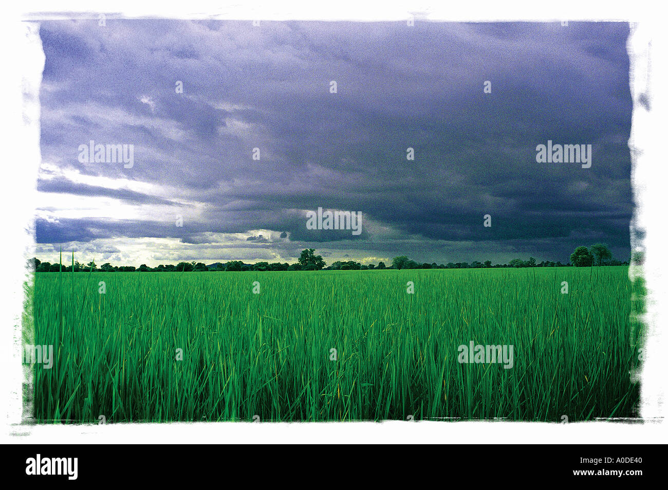 Storm Over Rice Field Stock Photo - Alamy