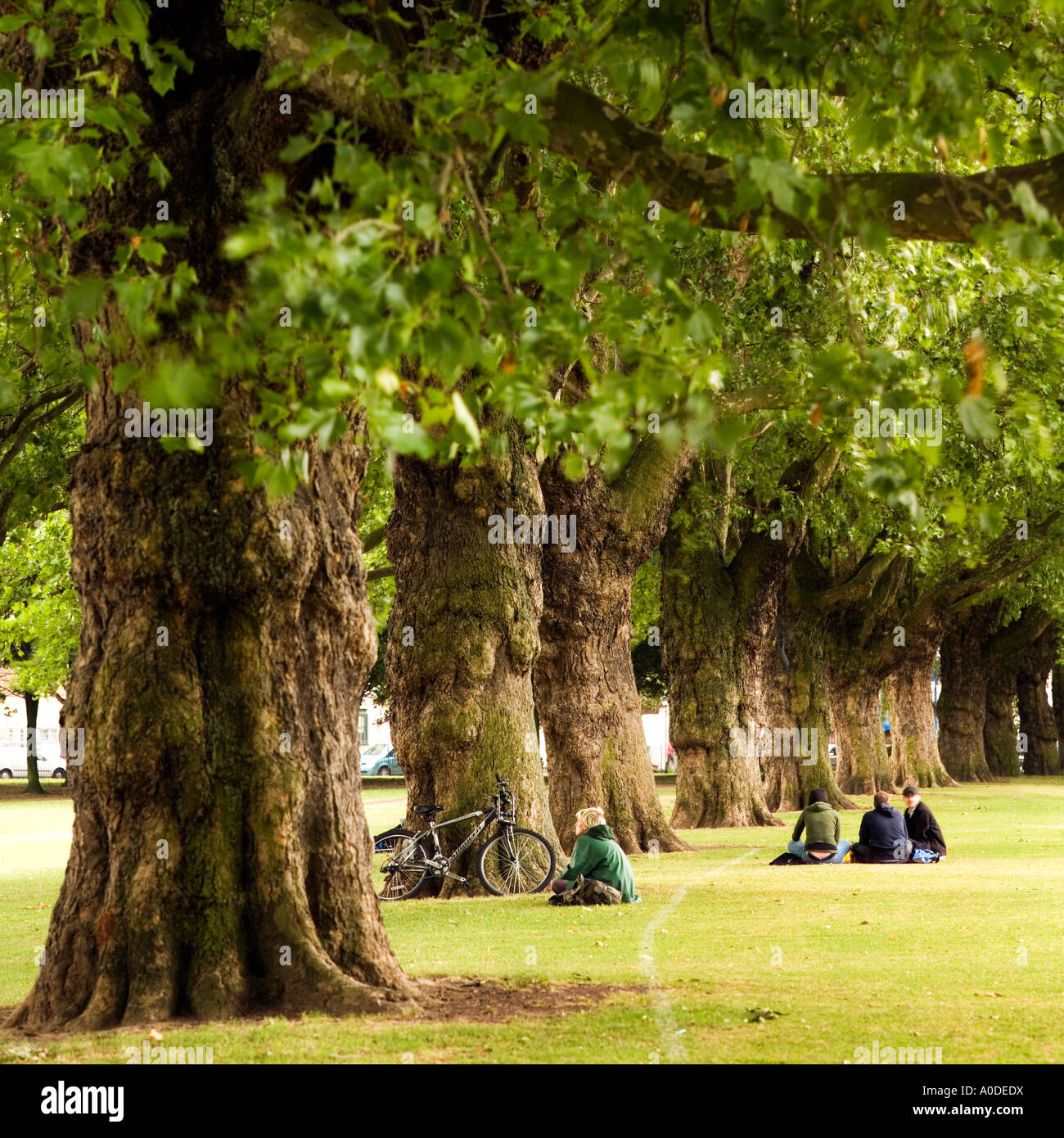 Path of old Plain trees in London Fields Park east London England UK ...