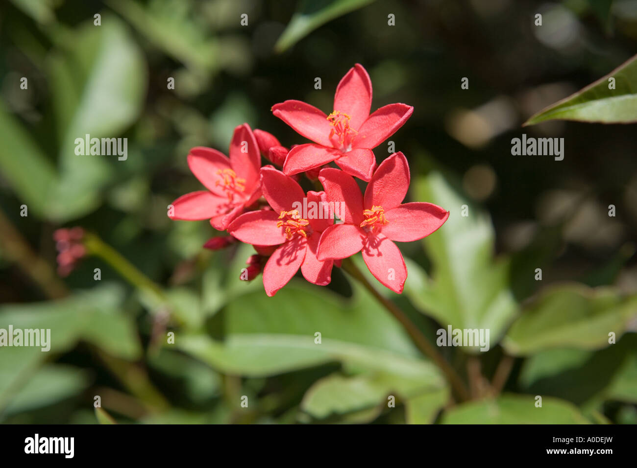 Red caribbean flowers hi-res stock photography and images - Alamy