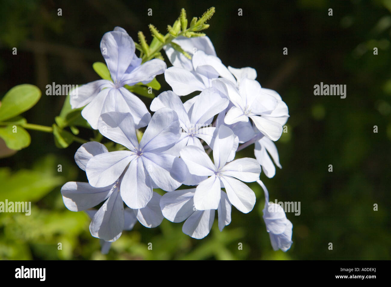 Sun shining on flowers on Tobago Island Caribbean Stock Photo - Alamy
