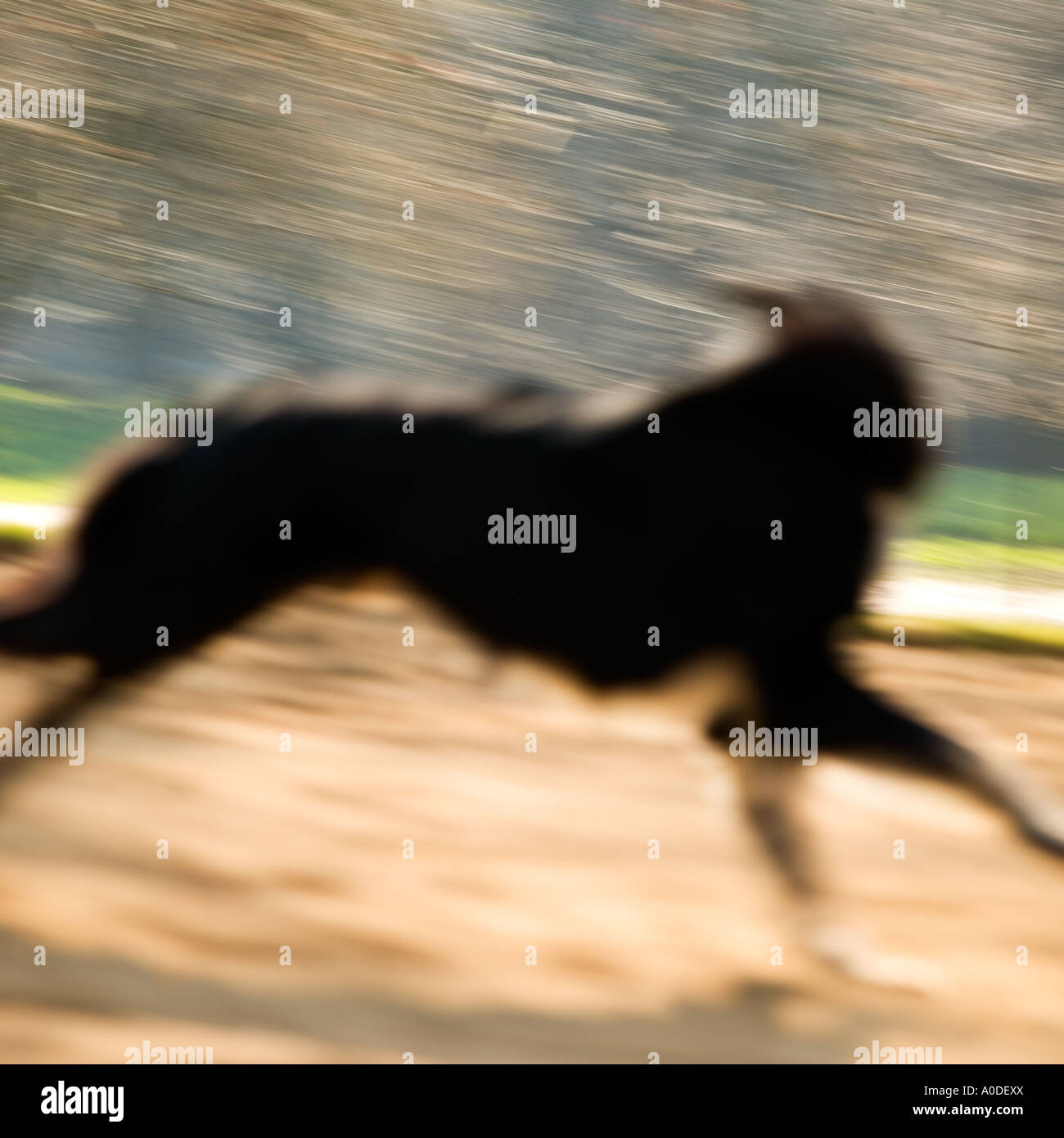 Blurred image of black dog running Stock Photo - Alamy