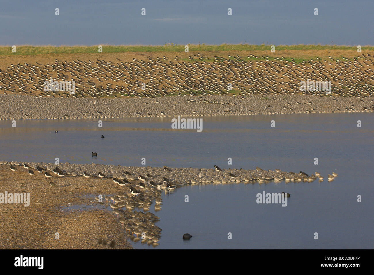 High water wader roost flock at Snettisham RSPB reserve Norfolk England ...