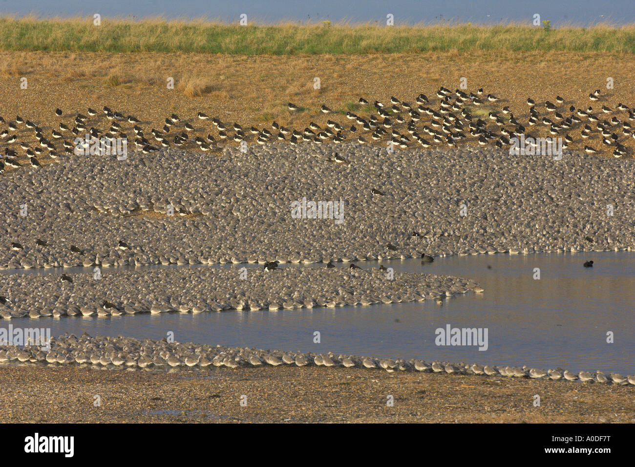 High water wader roost flock at Snettisham RSPB reserve Norfolk England ...