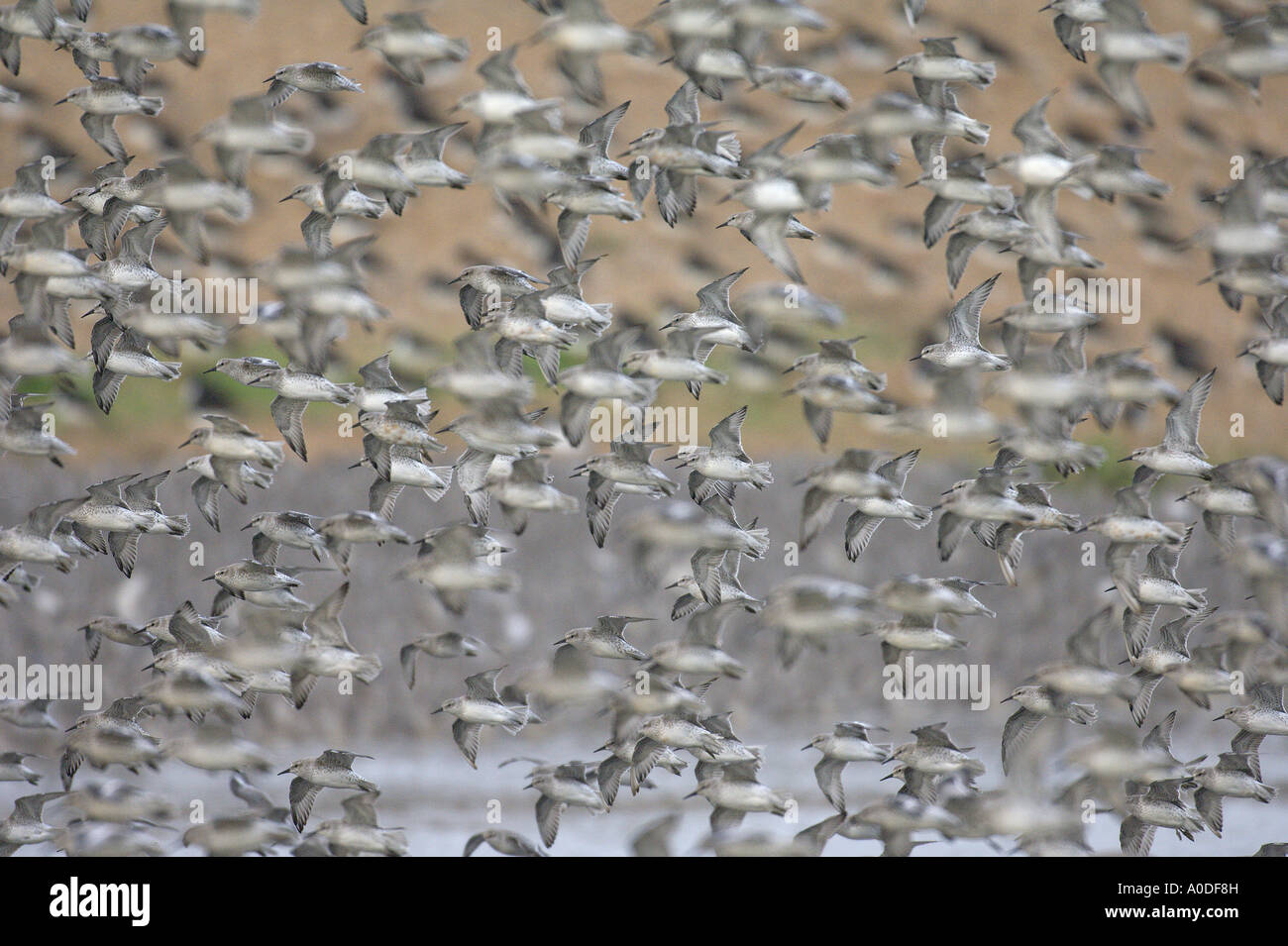 Flock of knot Calidris canutus in flight Snettisham RSPB reserve ...