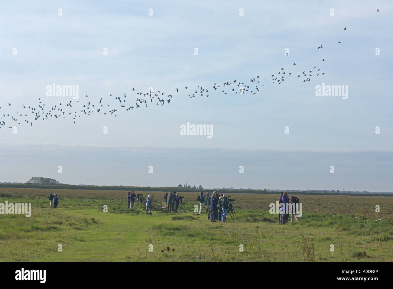 Birdwatchers at Snettisham RSPB reserve Norfolk England watching flock ...