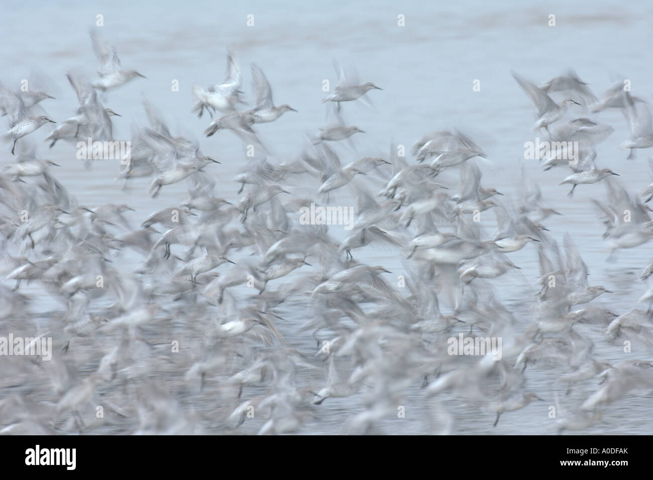 Flock of winter plumage knot Calidris canutus in flight Snettisham RSPB ...
