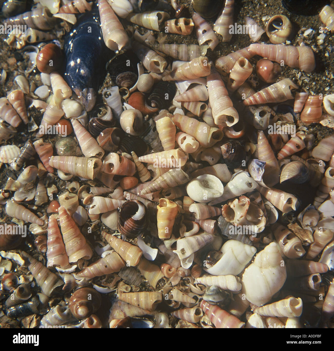 Close up of beach shells hi-res stock photography and images - Alamy