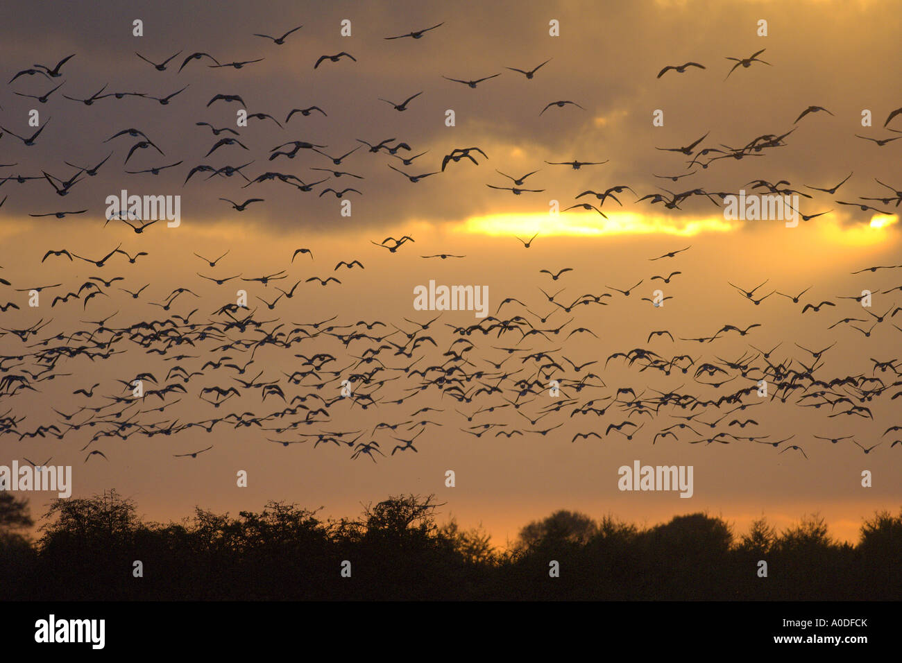 Pink footed geese Anser brachyrhynchus flock in flight at dusk Norfolk ...