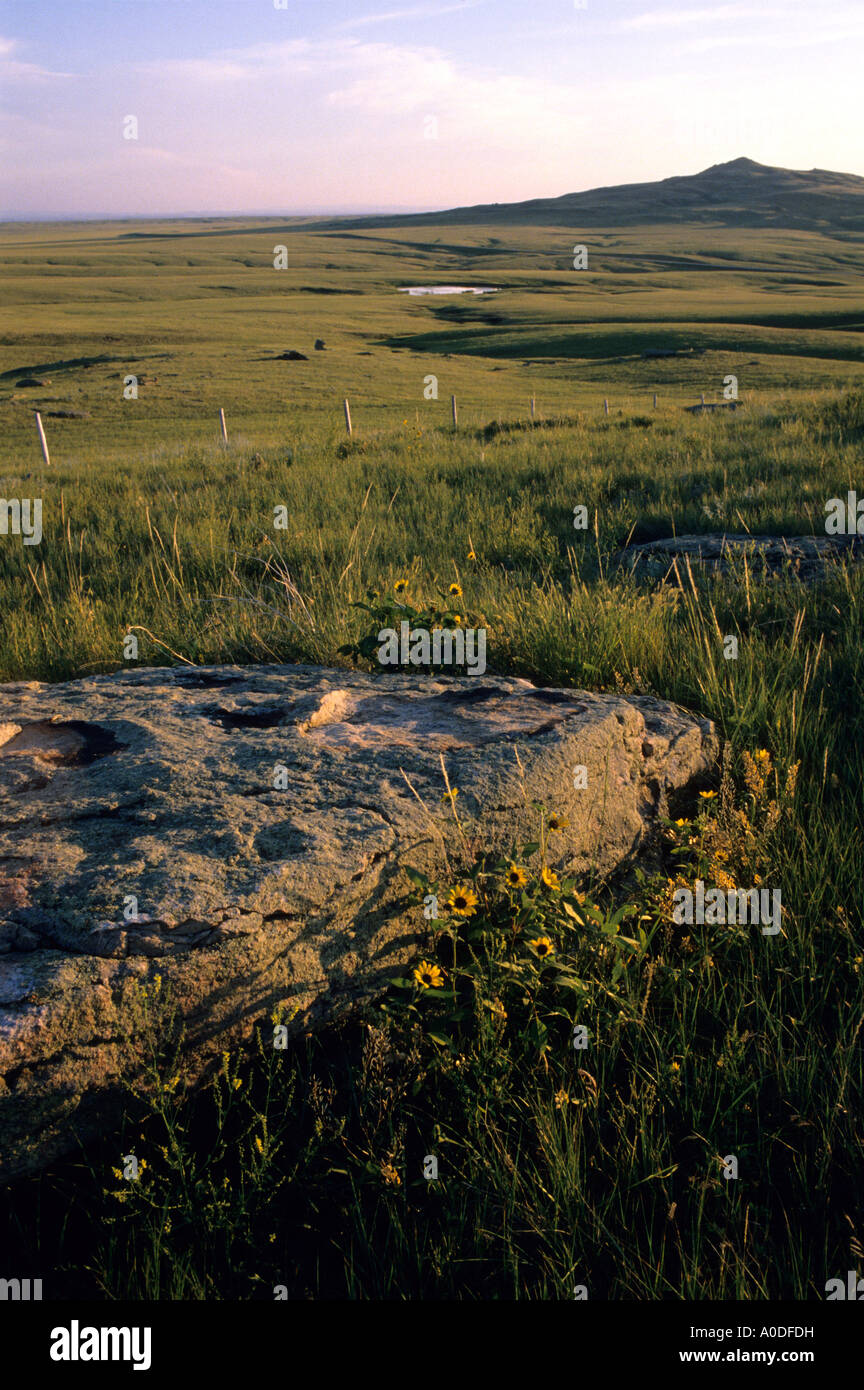 Tall grass prairie habitat hi-res stock photography and images - Alamy