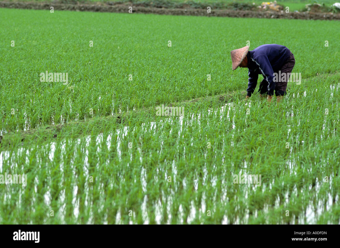 Rice farming in Taiwan Stock Photo - Alamy