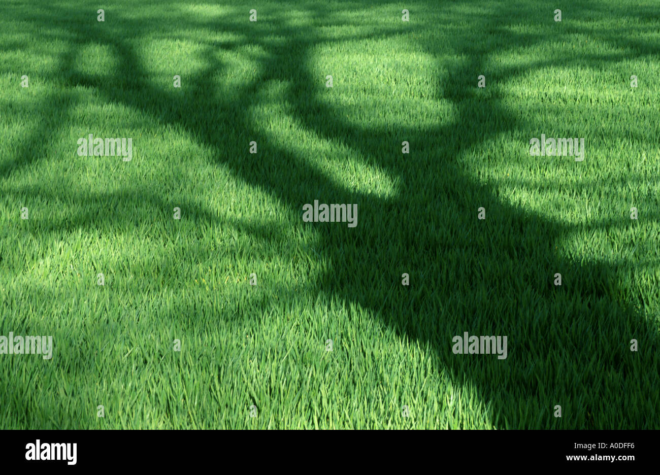 Tree overshadow High Resolution Stock Photography and Images - Alamy