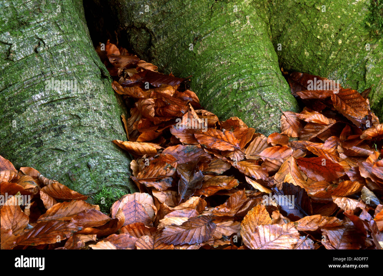 ROOTS OF TREE WITH AUTUMN LEAVES BLICKLING WOODS, NORFOLK EAST ANGLIA ...
