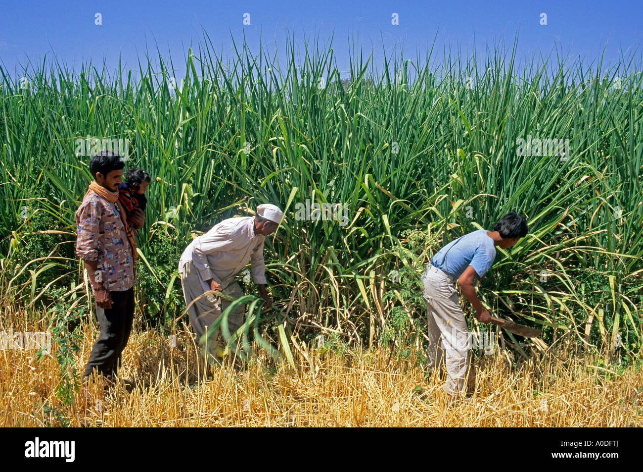 Harvesting sugar cane in Southern India Stock Photo - Alamy