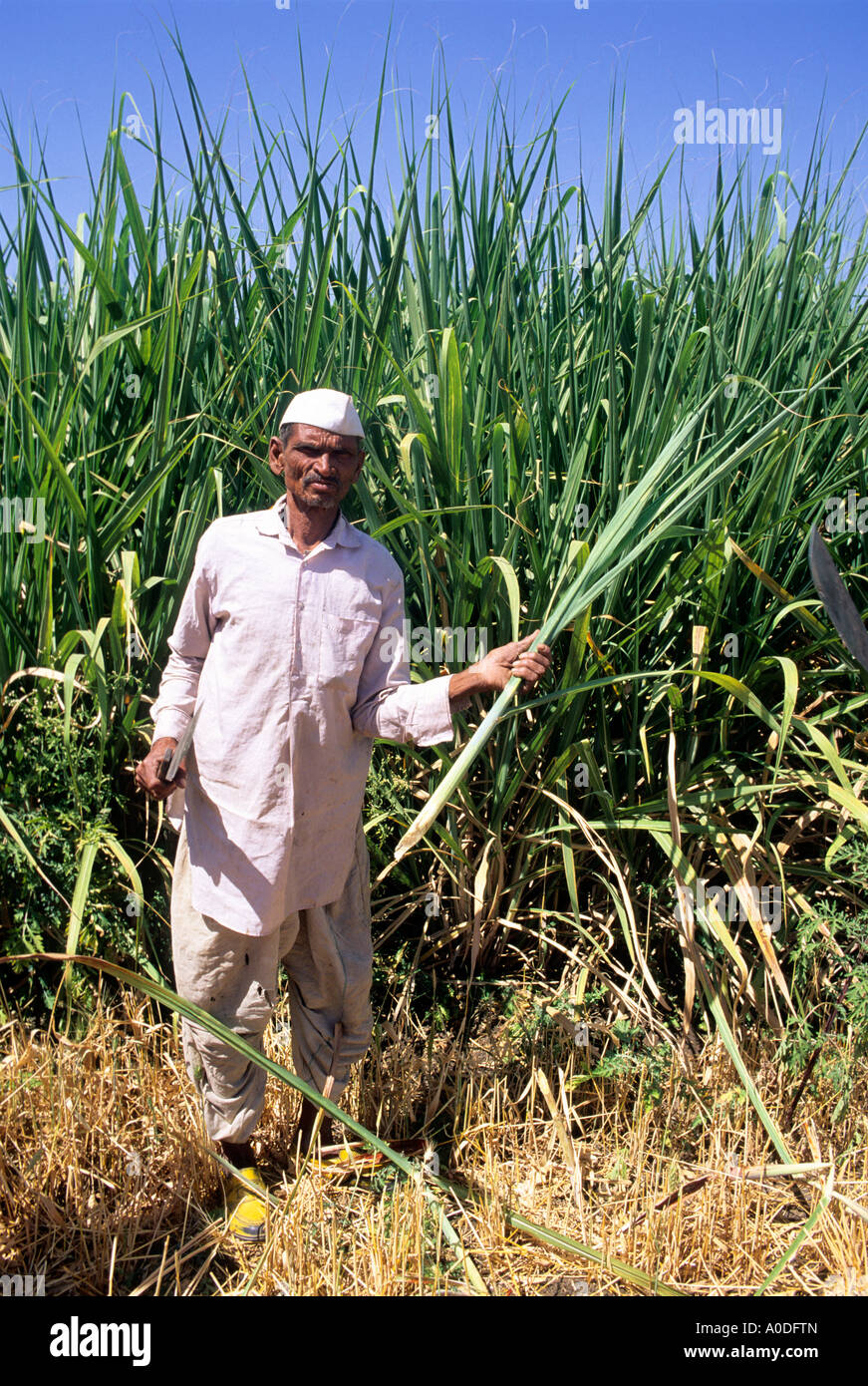 Harvesting sugar cane in Southern India Stock Photo - Alamy