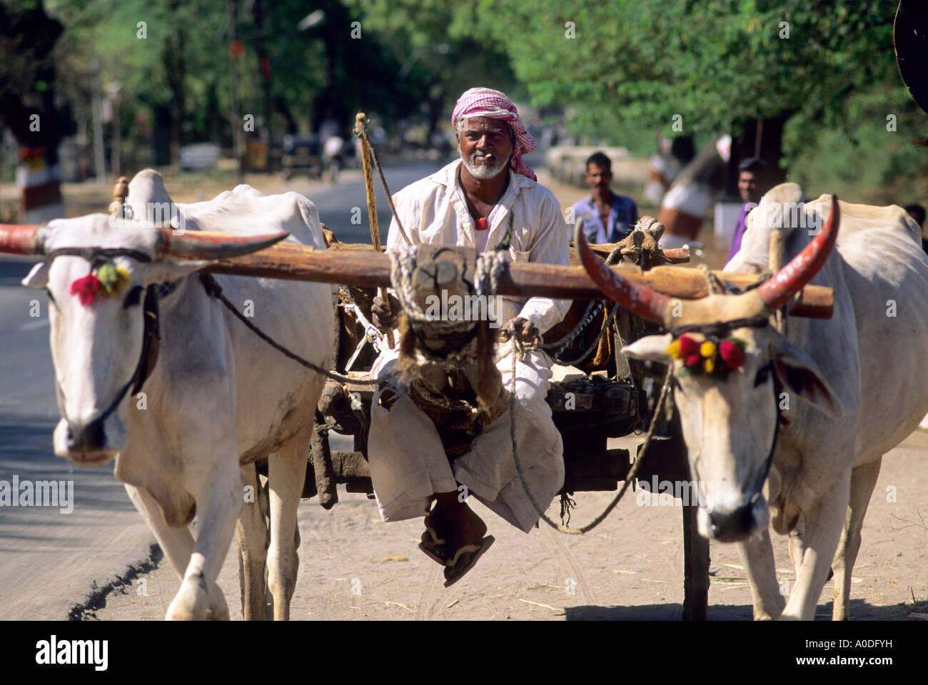 Team of oxen hi-res stock photography and images - Alamy