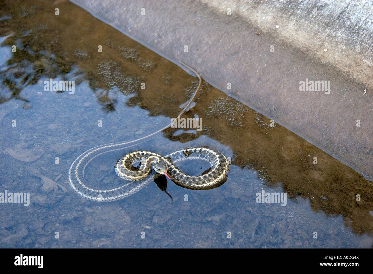 Water snake or garter snake in a cement ditch in Boise Idaho Stock ...