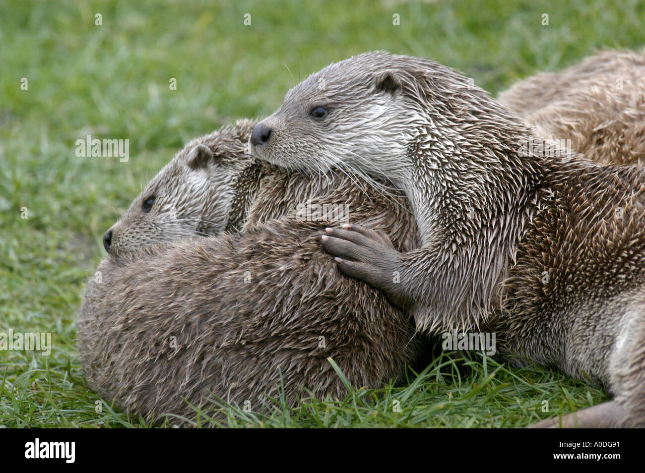 Friendly otters hi-res stock photography and images - Alamy
