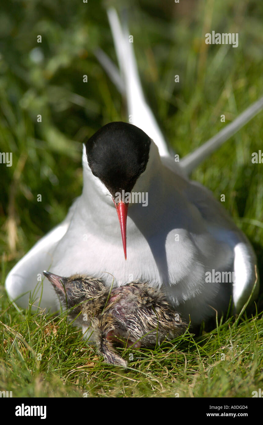 Baby Arctic Tern