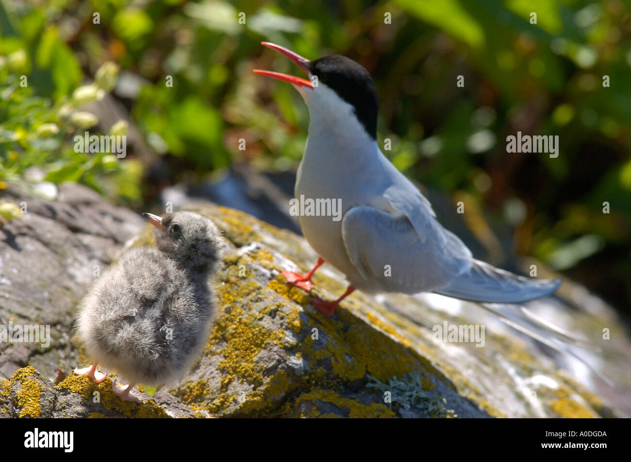 Baby Arctic Tern