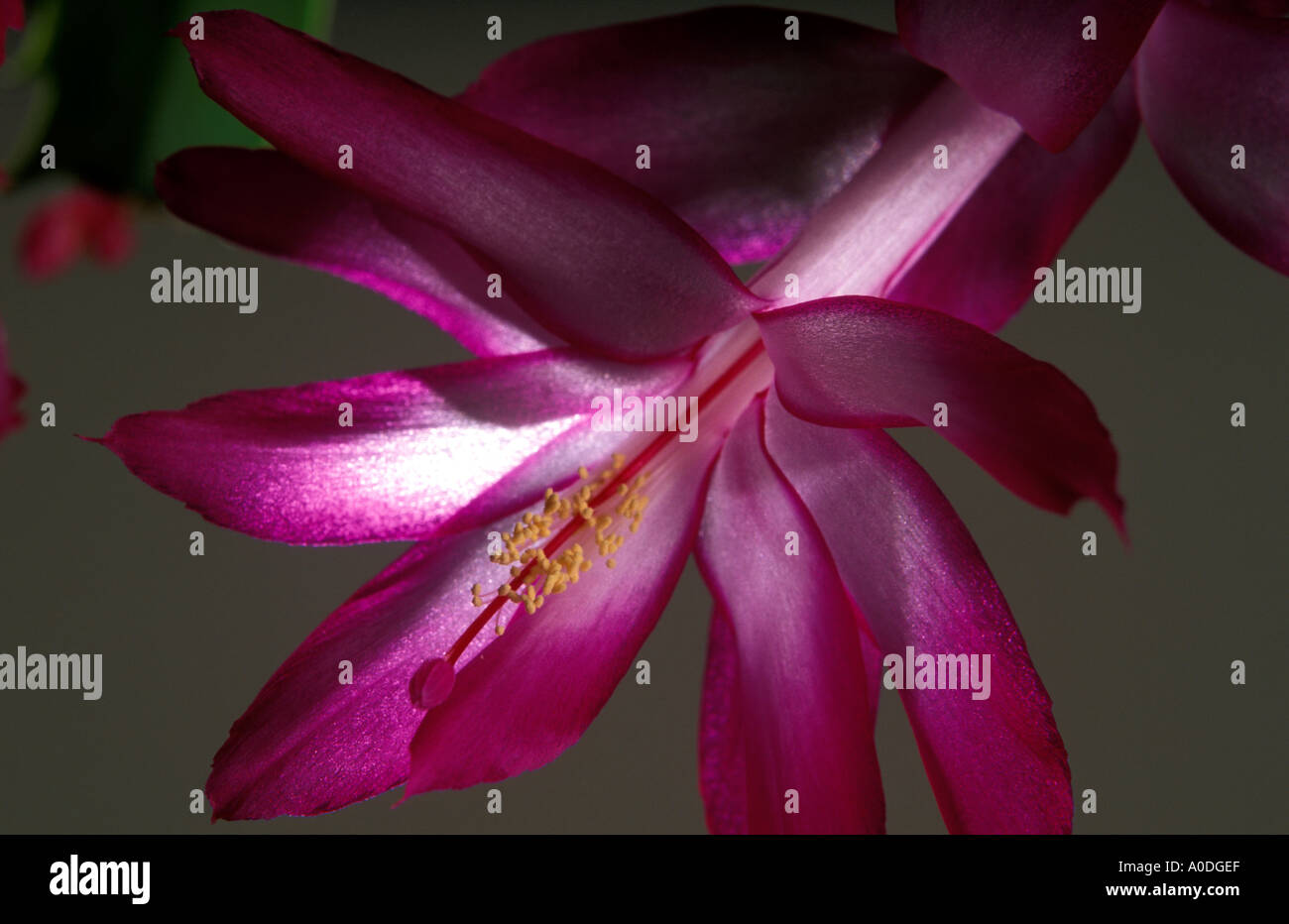 Magenta flowering cactus of the Epiphytes species Stock Photo - Alamy
