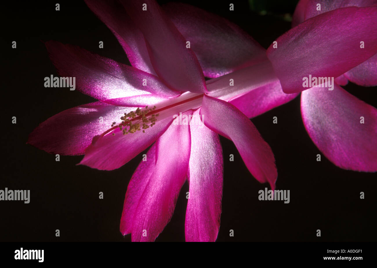 Magenta flowering cactus of the Epiphytes species Stock Photo - Alamy