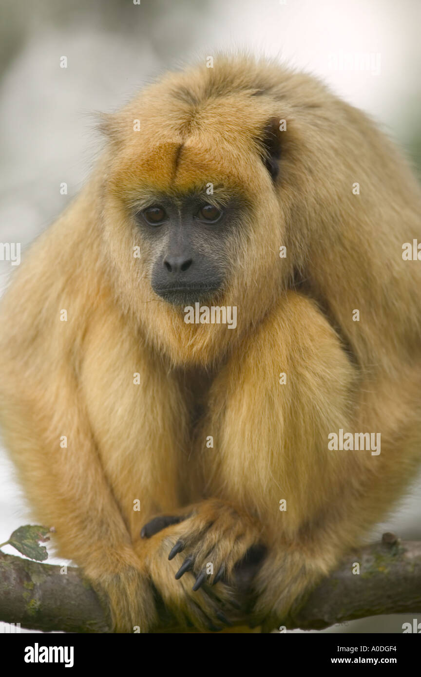 Furry thinker hi-res stock photography and images - Alamy