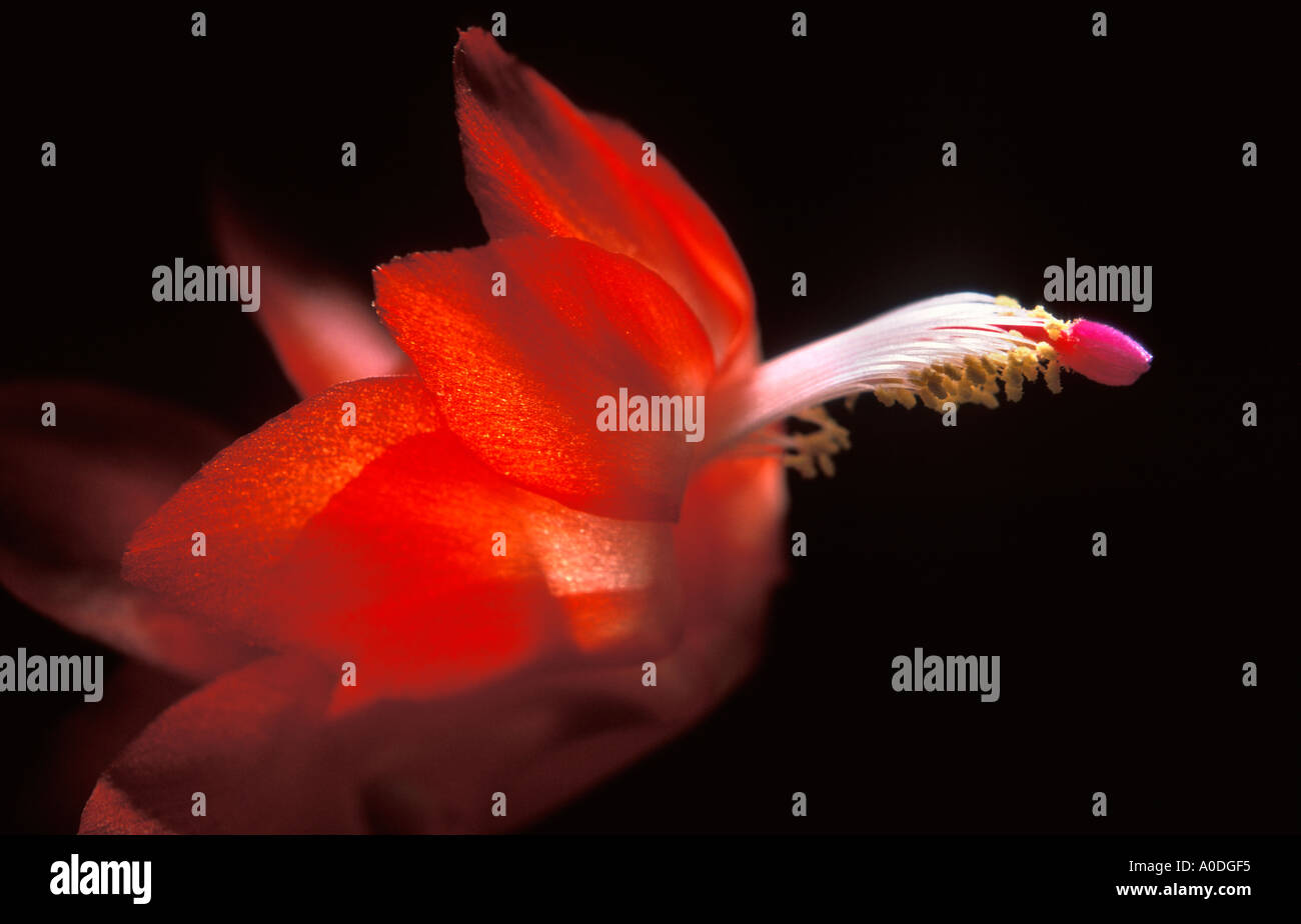 Bright red flowering cactus of the Epiphytes species Stock Photo - Alamy