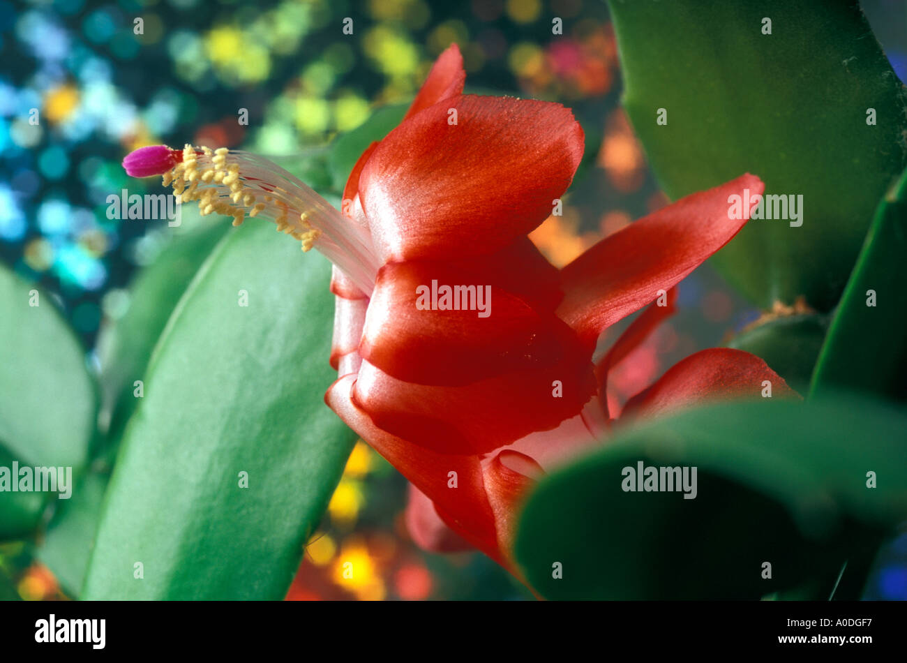 Red flowering cactus - Zygocactus - of the Epiphytes species. Also ...