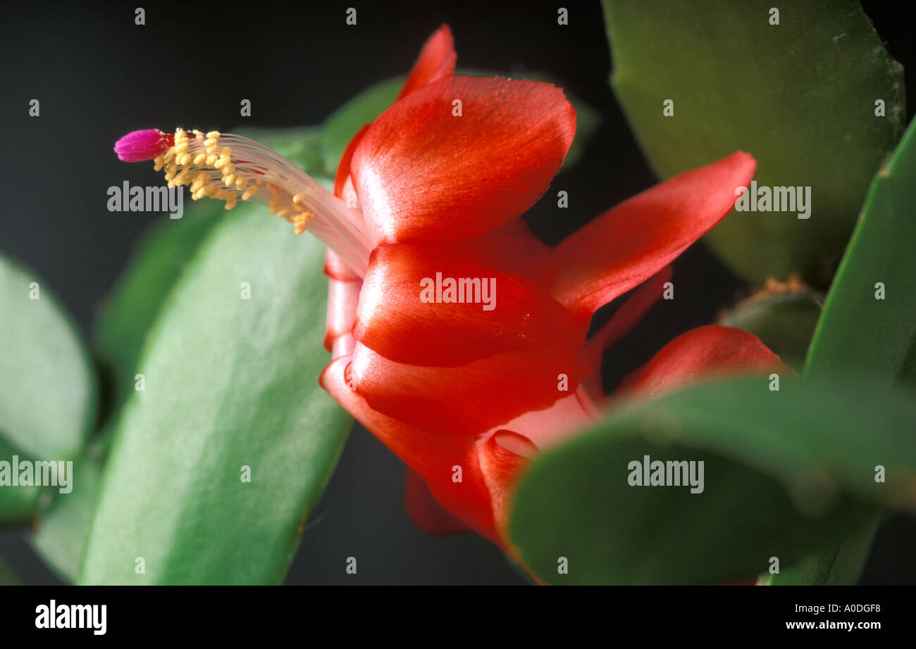 Red flowering cactus epiphytes species hi-res stock photography and ...