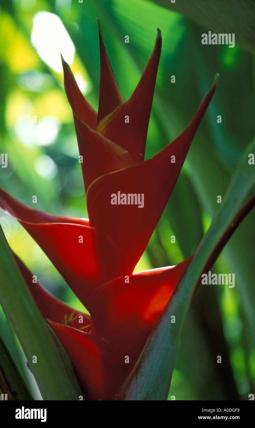 Angular flower hi-res stock photography and images - Alamy