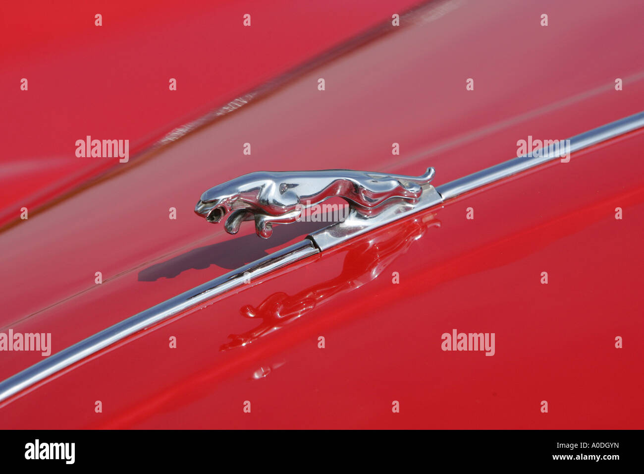 Prancing cat hi-res stock photography and images - Alamy