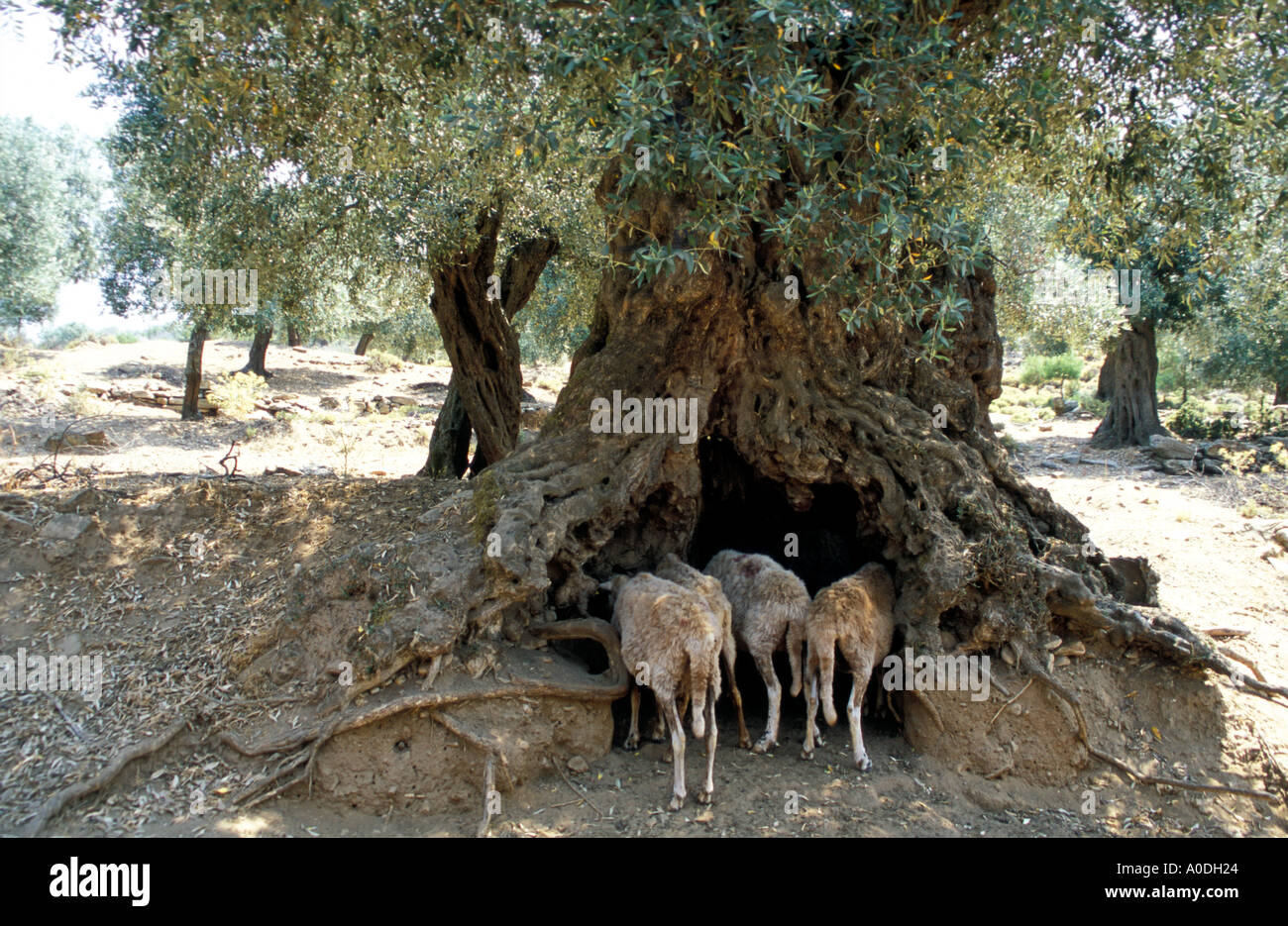 Sheep taking shelter hi-res stock photography and images - Alamy