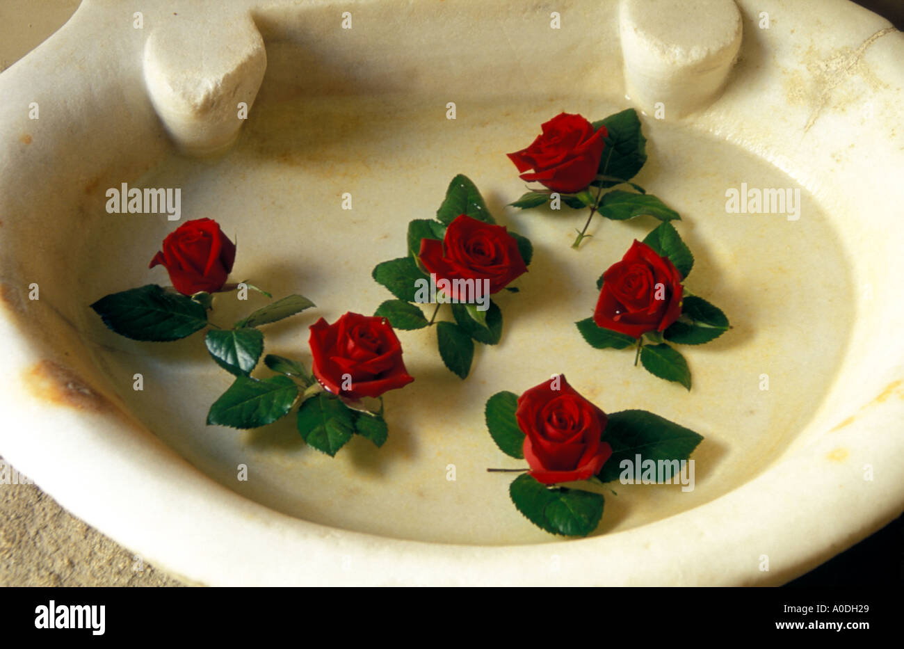 Deep red roses floating in antique white marble basin Stock Photo - Alamy
