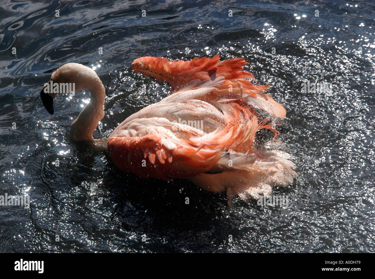 Flamingo bathing at Colchester Zoo Colchester Essex UK Stock Photo - Alamy