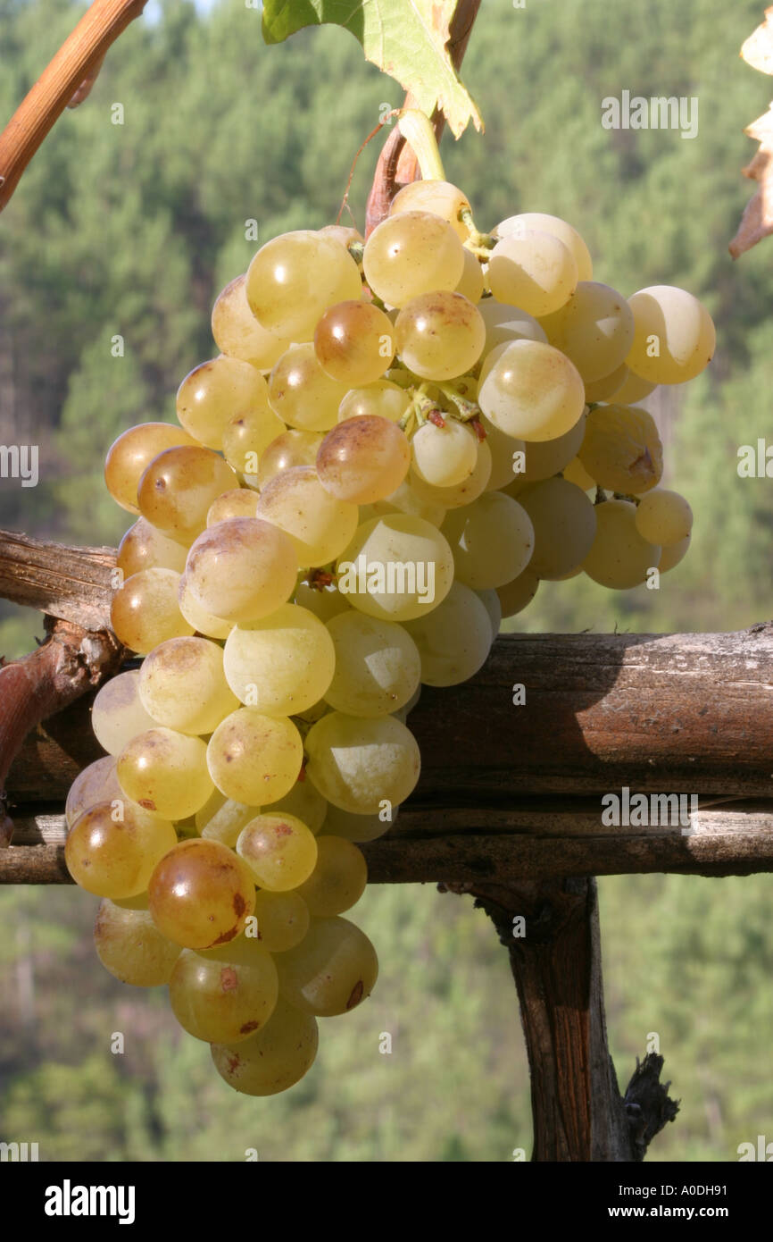 yellow grapes on grape vine Stock Photo - Alamy
